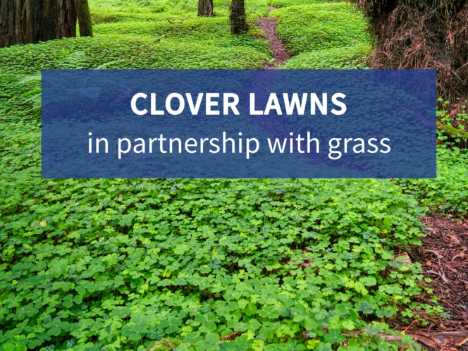 Clover Lawns: In Partnership with Grass - Resource Central