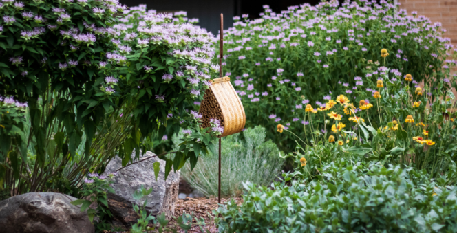 Waterwise gardening & native plants - Resource Central