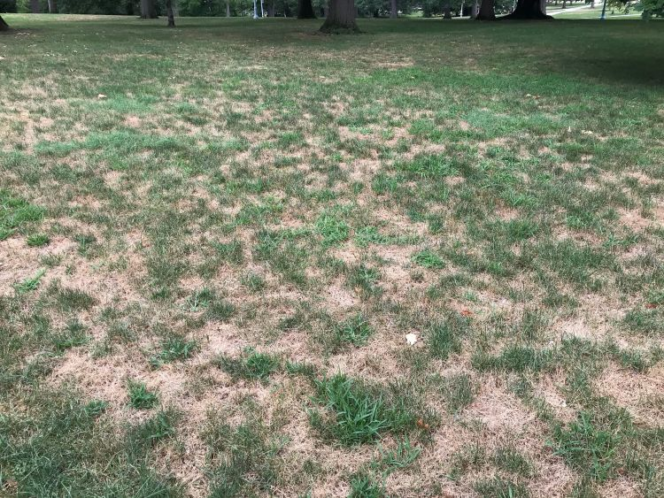 Lawn Replacement Program - Resource Central